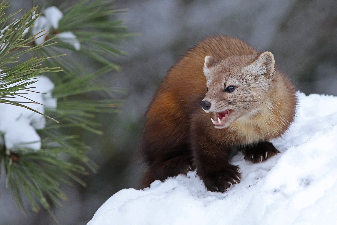 Wayne's Wildlife World – Promoting Wildlife Photography